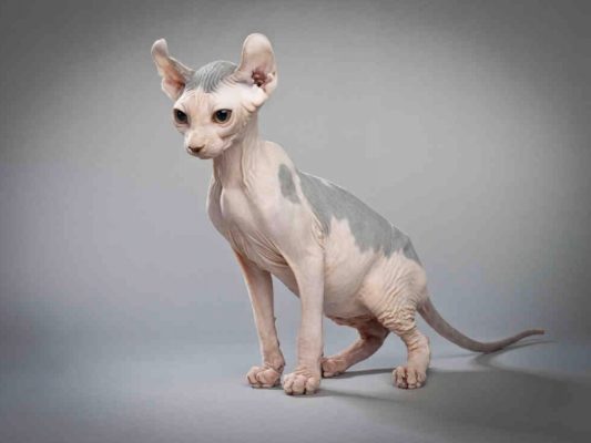 Elf Cat Breed: The Ultimate Guide To Owning This Rare Pet