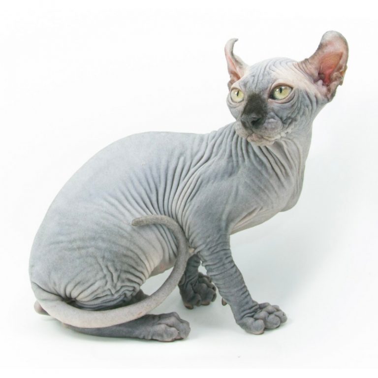 Elf Cat Breed: The Ultimate Guide To Owning This Rare Pet