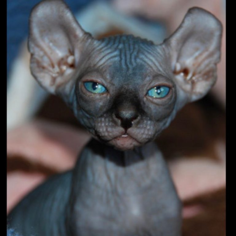 Elf Cat Breed: The Ultimate Guide To Owning This Rare Pet