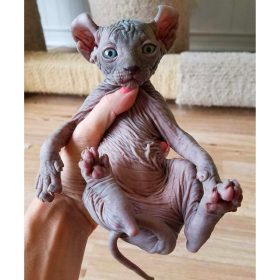 Elf Cat Breed: The Ultimate Guide To Owning This Rare Pet