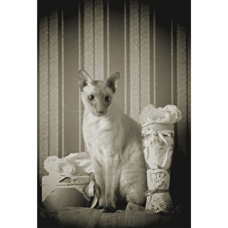 The Ultimate Guide To Peterbald Cat Breed Care And Love