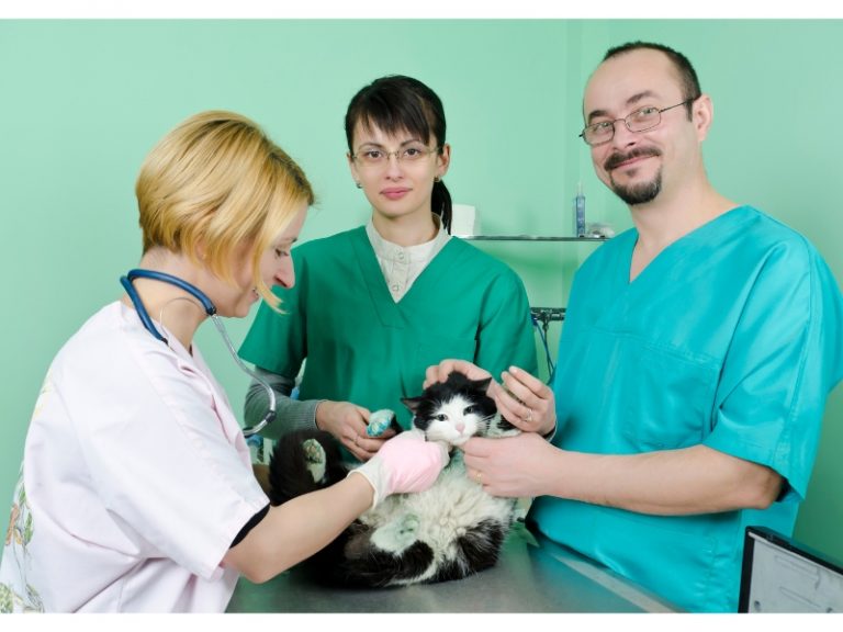 Effective Cat Wound Care: Healing Tips For A Speedy Recovery