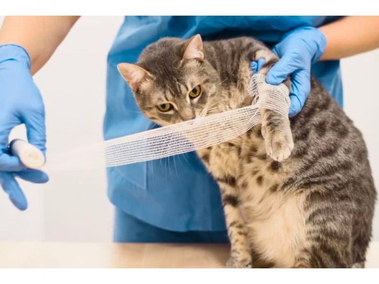 Effective Cat Wound Care: Healing Tips For A Speedy Recovery