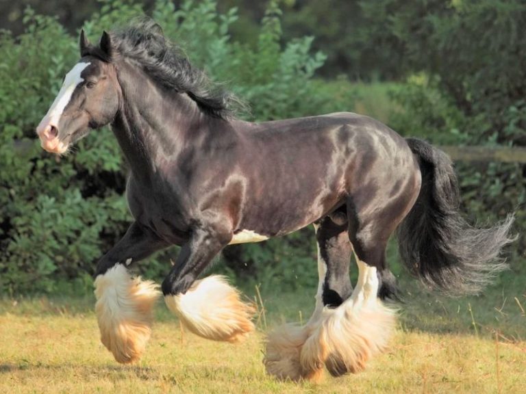 Discover Shire Horse Breed: Beauty In Strength