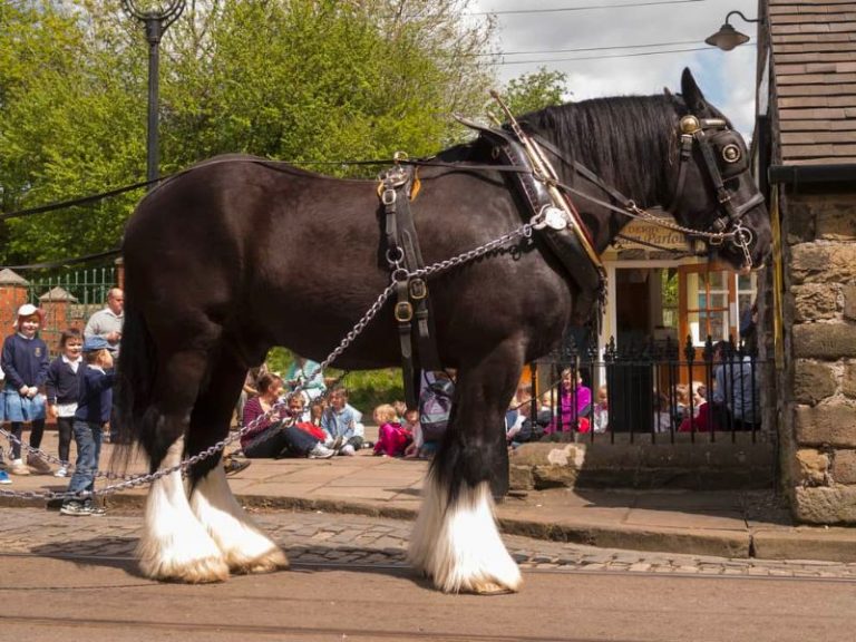 Discover Shire Horse Breed: Beauty In Strength