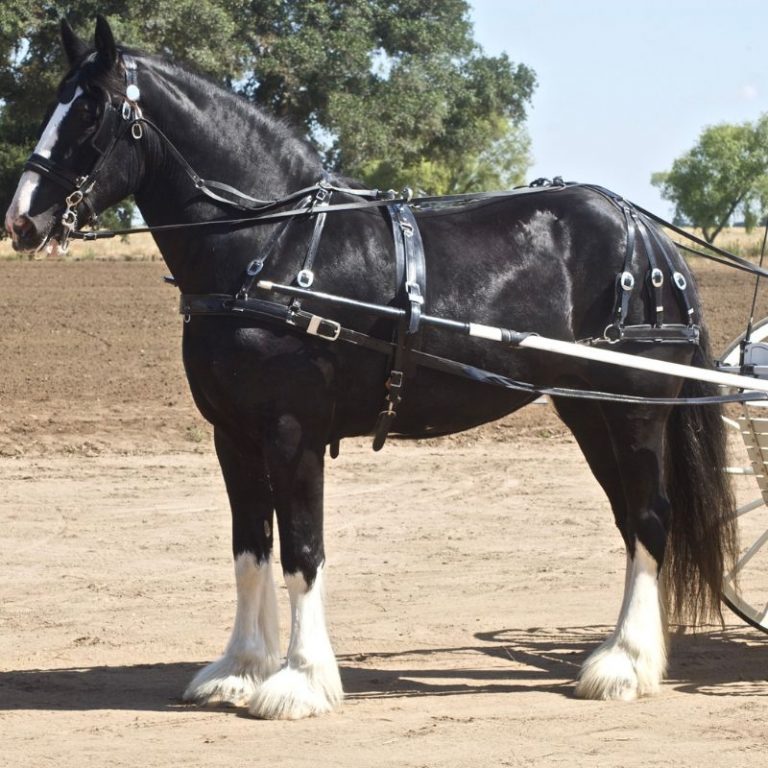 Discover Shire Horse Breed: Beauty In Strength