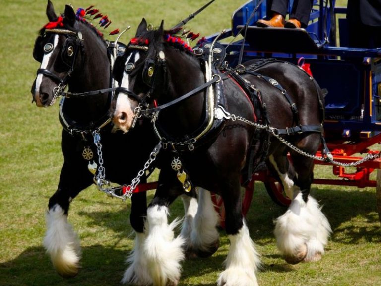 Discover Shire Horse Breed: Beauty In Strength