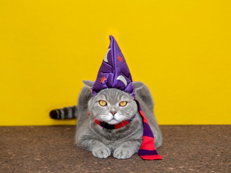 200+ Best Harry Potter Cat Names: Magical Feline Monikers