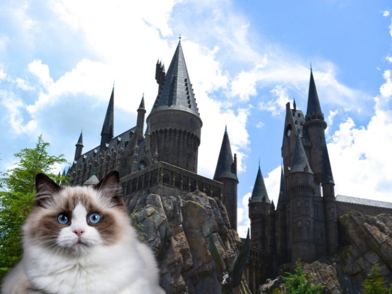 200+ Best Harry Potter Cat Names: Magical Feline Monikers