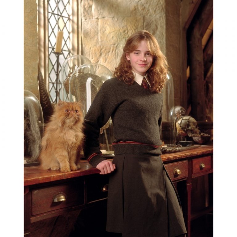 200+ Best Harry Potter Cat Names: Magical Feline Monikers
