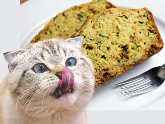 Exploring Can Cats Eat Zucchini? Tips And Risks