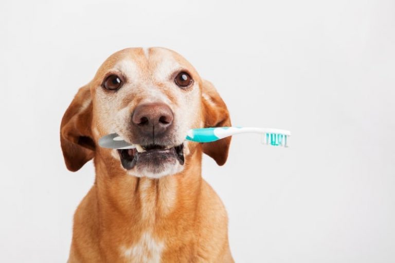 Everything You Need To Know About Dog Teeth Rotting
