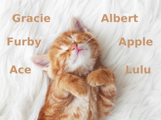 430 Funny Cat Names That Will Make You Giggle