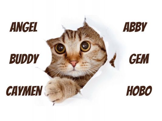 430 Funny Cat Names That Will Make You Giggle