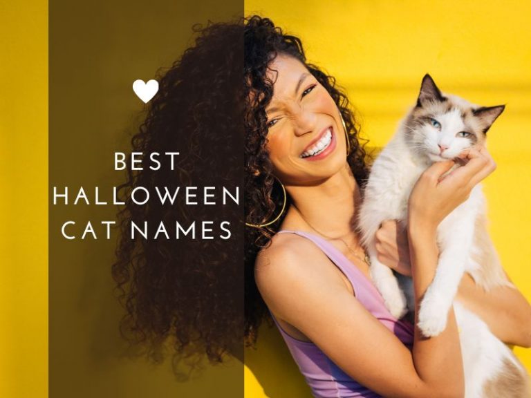 420+ Halloween Cat Names: A Hauntingly Fun Collection