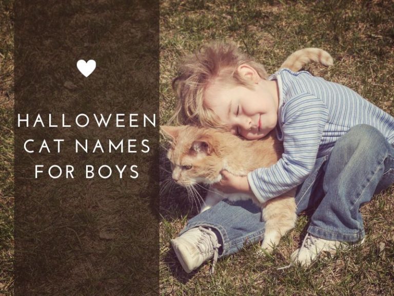 420+ Halloween Cat Names: A Hauntingly Fun Collection
