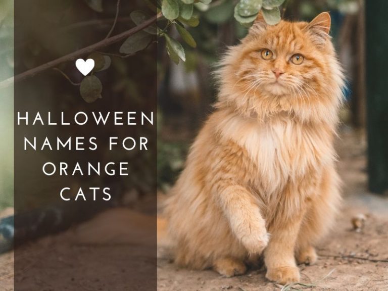 420+ Halloween Cat Names: A Hauntingly Fun Collection