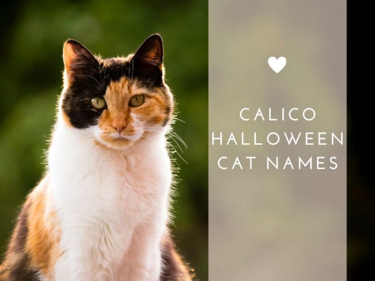 420+ Halloween Cat Names: A Hauntingly Fun Collection