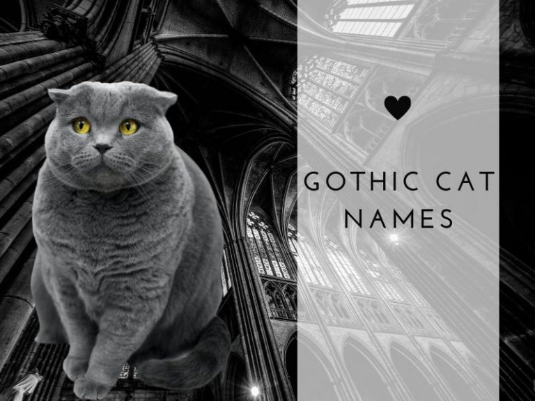 420+ Halloween Cat Names: A Hauntingly Fun Collection