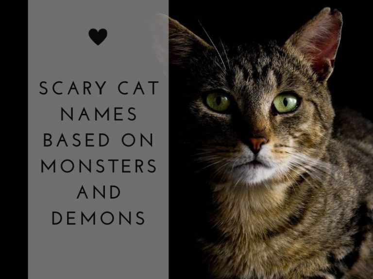 420+ Halloween Cat Names: A Hauntingly Fun Collection