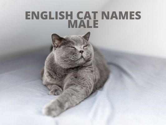 British Cat Names: 410+ Regal Choices You'll Love