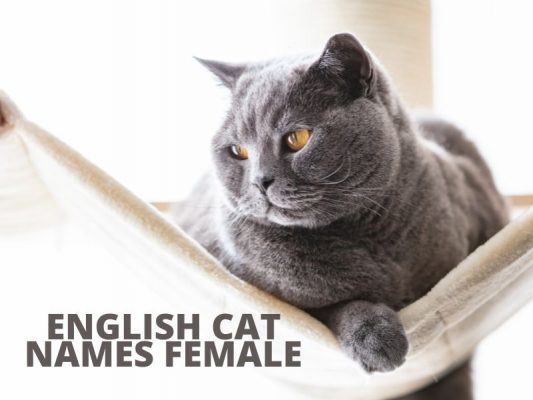 British Cat Names: 410+ Regal Choices You'll Love