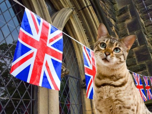 British Cat Names: 410+ Regal Choices You'll Love