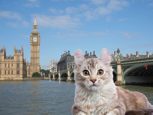British Cat Names: 410+ Regal Choices You'll Love