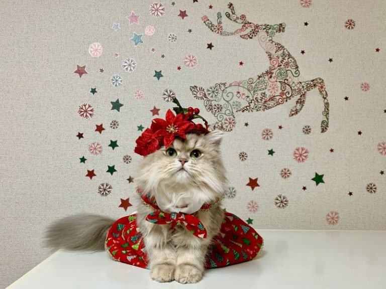 Create Your Holiday Spirit With 250+ Best Christmas Cat Names