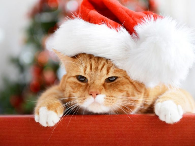 Create Your Holiday Spirit With 250+ Best Christmas Cat Names