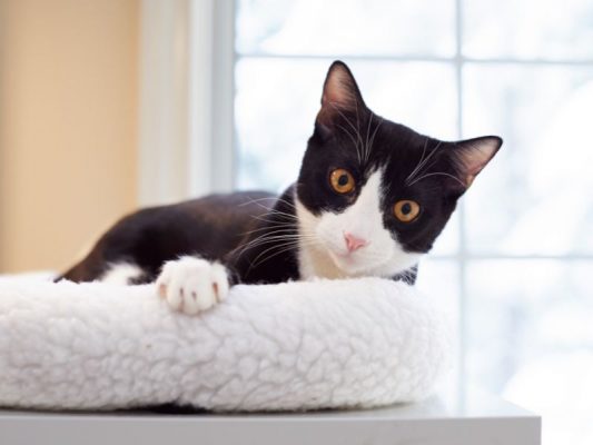 Top 440 Tuxedo Cat Names For Your Dapper Kitten (2024)