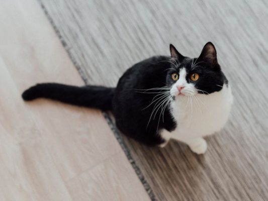 Top 440 Tuxedo Cat Names For Your Dapper Kitten (2024)