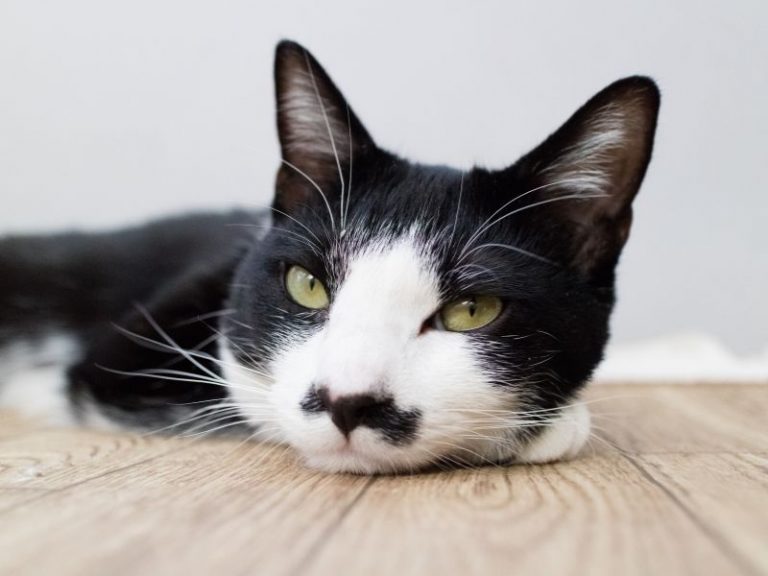 Top 440 Tuxedo Cat Names For Your Dapper Kitten (2024)