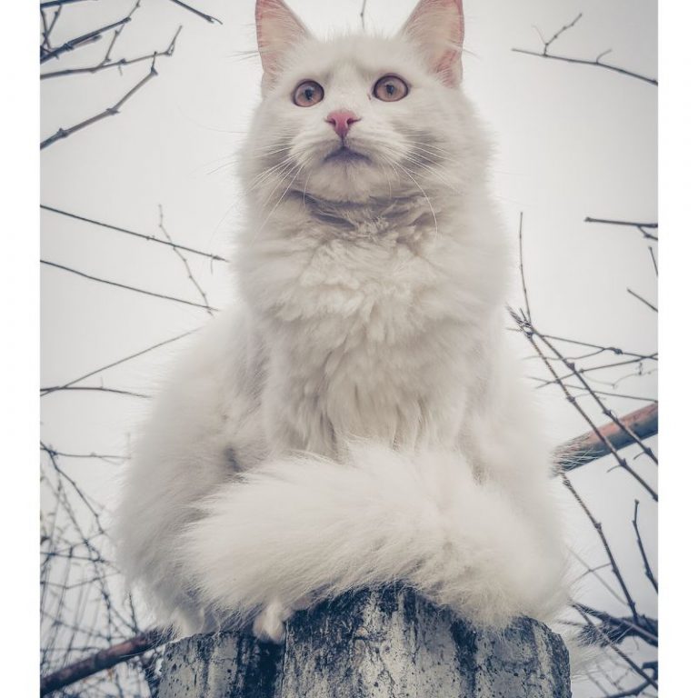 370+ White Cat Names: The Most Comprehensive List Ever