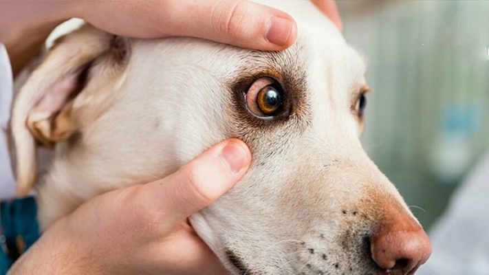 13 Common Dog Eye Problems - Everything You Need To Know