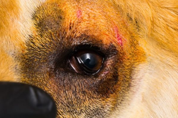 13 Common Dog Eye Problems - Everything You Need To Know