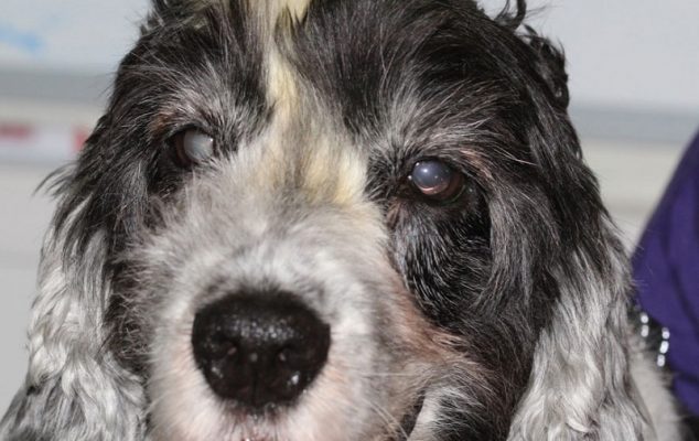 13 Common Dog Eye Problems - Everything You Need To Know