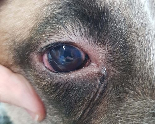 13 Common Dog Eye Problems - Everything You Need To Know