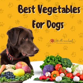 How To Demat A Dog At Home Safely With 6 Expert Tips & Tools