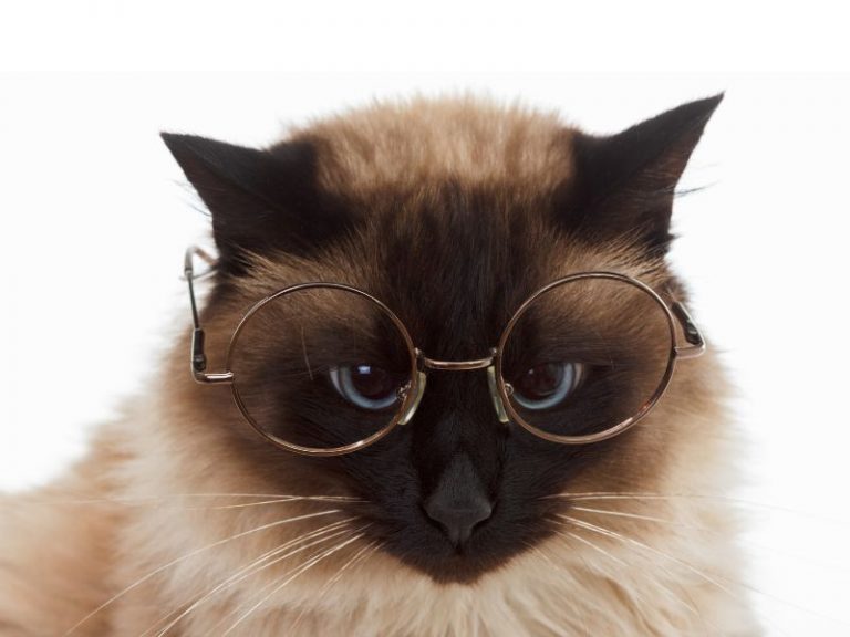 Exploring The Balinese Cat Breed: A Fascinating Guide