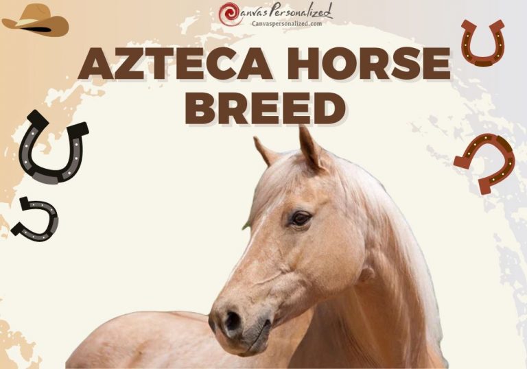 Azteca Horse Breed: Alluring Blend Of Elegance And Strength