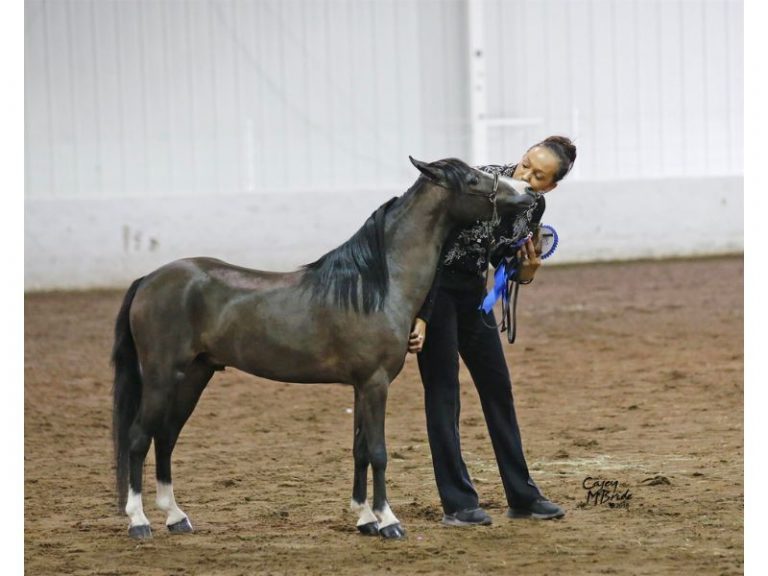 Discover 19 Popular Pony Breeds A-Z With Stunning Images