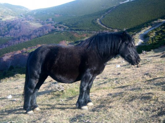 Discover 19 Popular Pony Breeds A-Z With Stunning Images