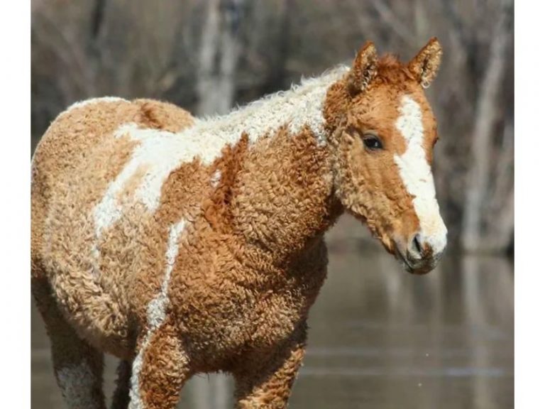 Discover 19 Popular Pony Breeds A-Z With Stunning Images