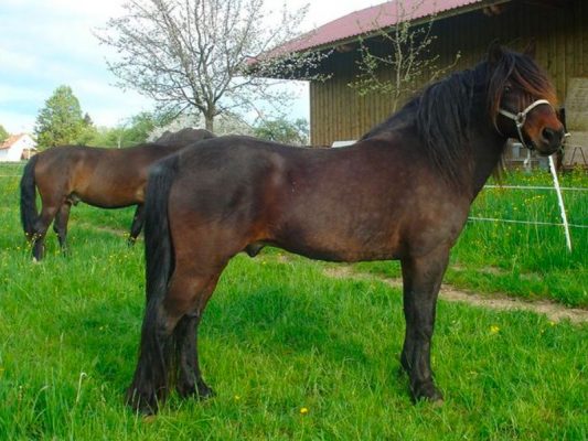 Discover 19 Popular Pony Breeds A-Z With Stunning Images