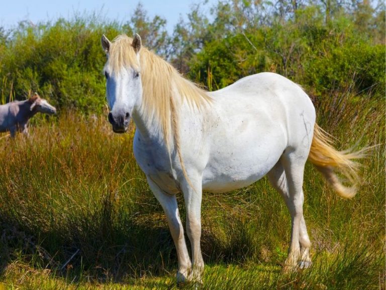 Discover 19 Popular Pony Breeds A-Z With Stunning Images