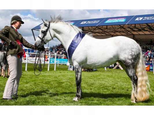Discover 19 Popular Pony Breeds A-Z With Stunning Images