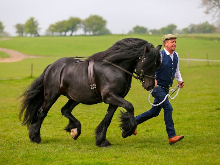 Discover 19 Popular Pony Breeds A-Z With Stunning Images
