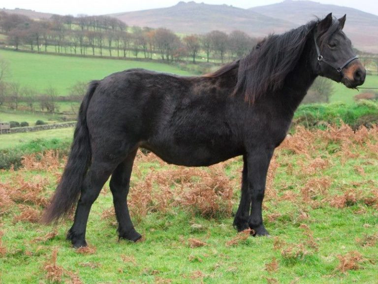 Discover 19 Popular Pony Breeds A-Z With Stunning Images