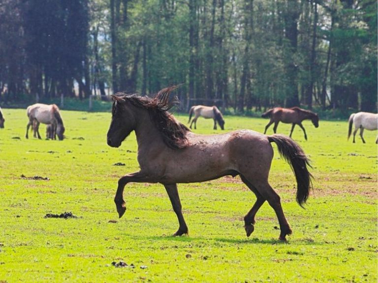 Discover 19 Popular Pony Breeds A-Z With Stunning Images
